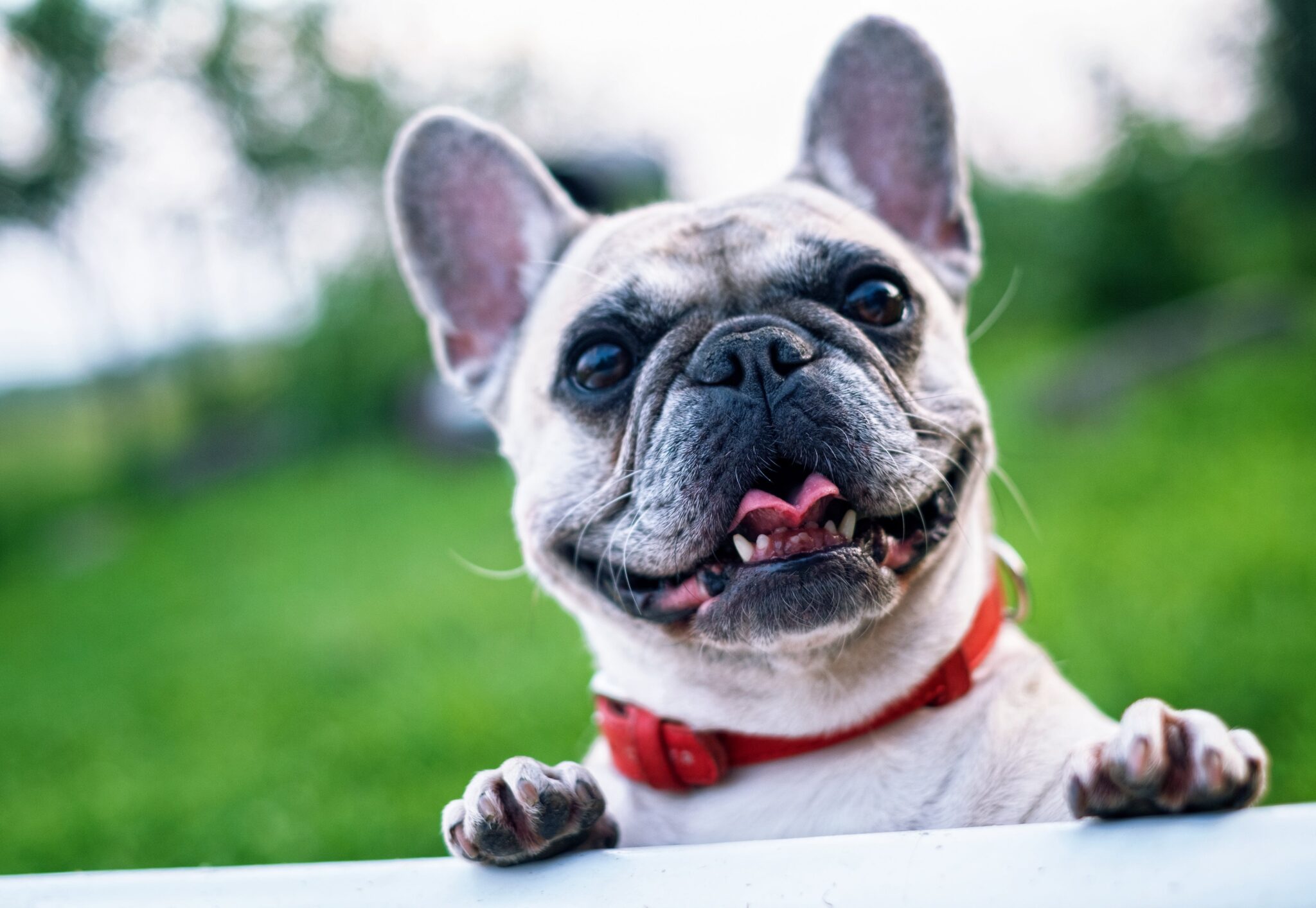 How Long Does Frenchies Live? French Bulldogs Age Expectancy