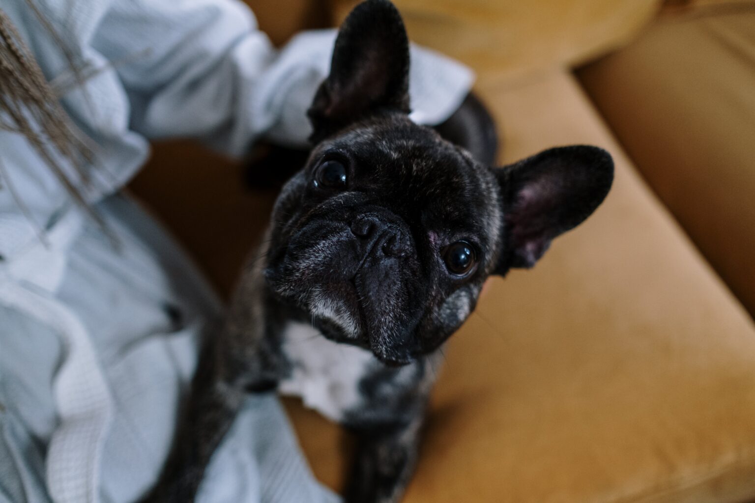 What Can French Bulldogs Eat? Feed Your Frenchie The Best Way