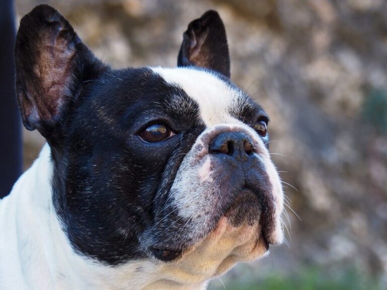 Piebald Frenchies: Everything About Pied French Bulldogs | Kingdom ...