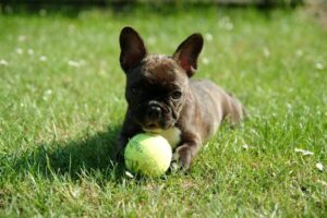 French Bulldog Size & Appearance: What To Expect (Including A Growth ...