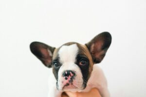 French Bulldog Size & Appearance: What To Expect (Including A Growth ...