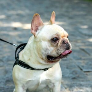 Guide to Cream French Bulldogs: Traits, Care, and Price | Kingdom Frenchies