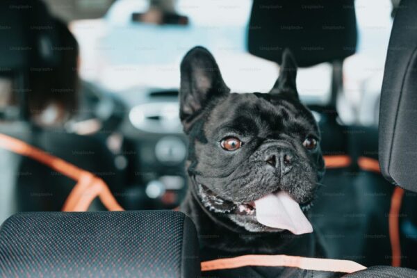 Weight of a French Bulldog: Ranges by Age, Sex, & Body Type | Kingdom ...