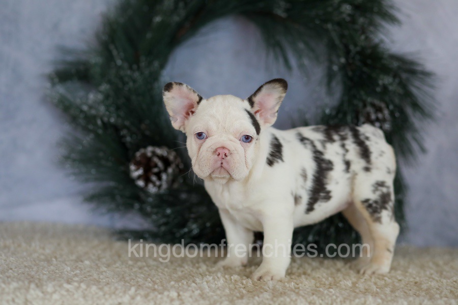 Lady | Kingdom Frenchies