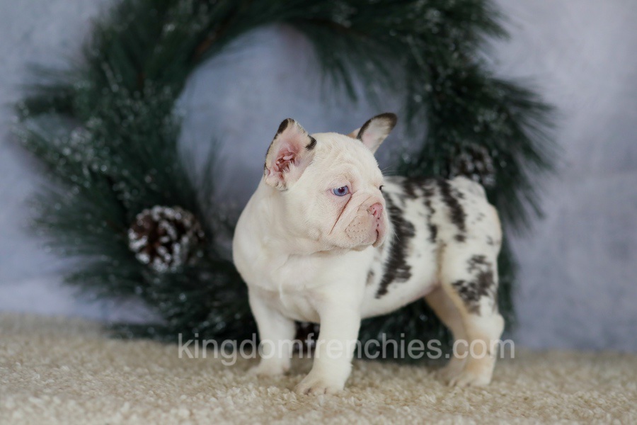 Lady | Kingdom Frenchies