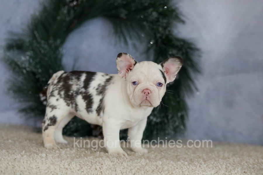 Lady | Kingdom Frenchies