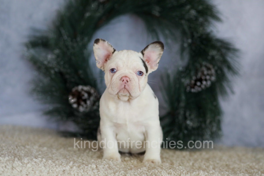 Lady | Kingdom Frenchies