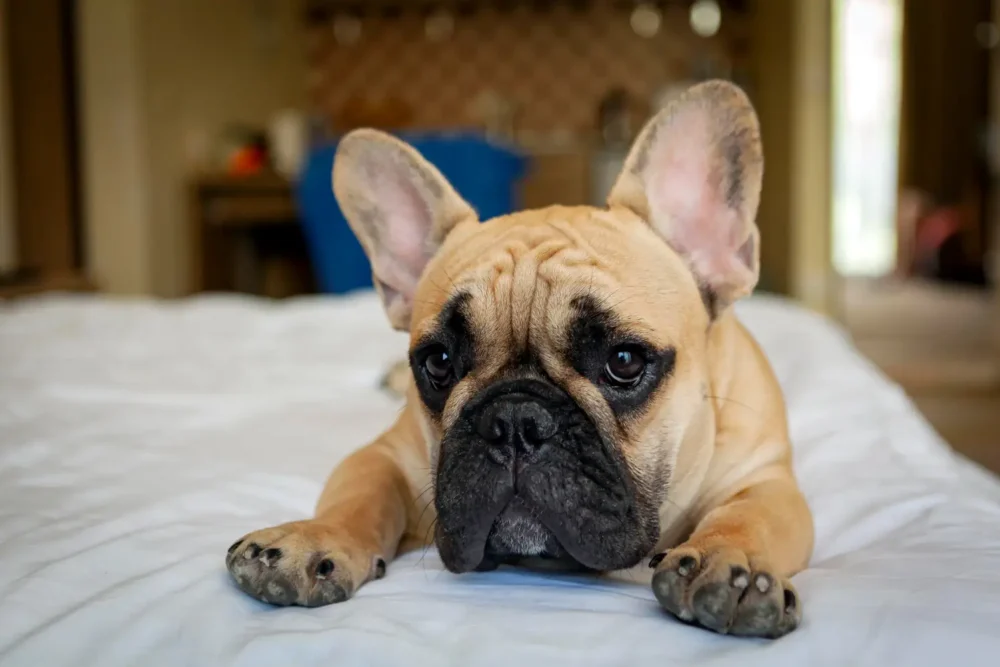 Why Is My French Bulldog Throwing Up White Foam? | Kingdom Frenchies