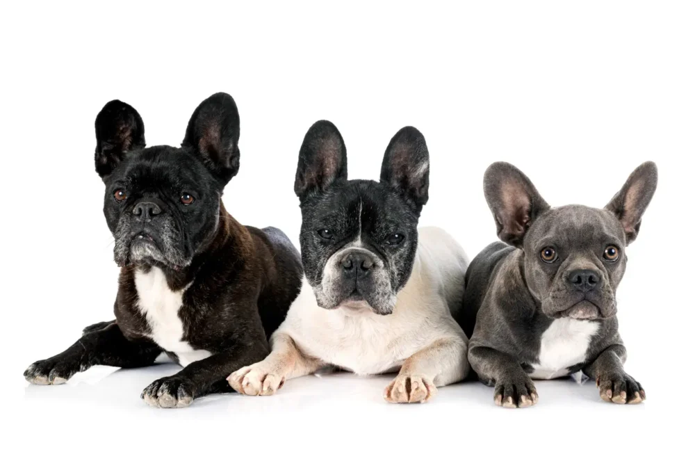 Top 25 French Bulldog Names– Oh My Dog! (2026) | Kingdom Frenchies