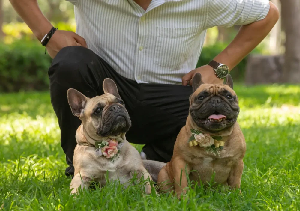 When is National French Bulldog Day (2026) | Kingdom Frenchies